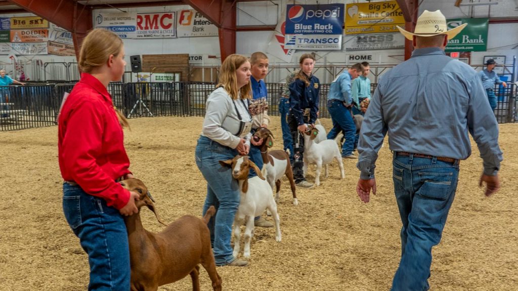 2024 Fair Results – 4-H and FFA